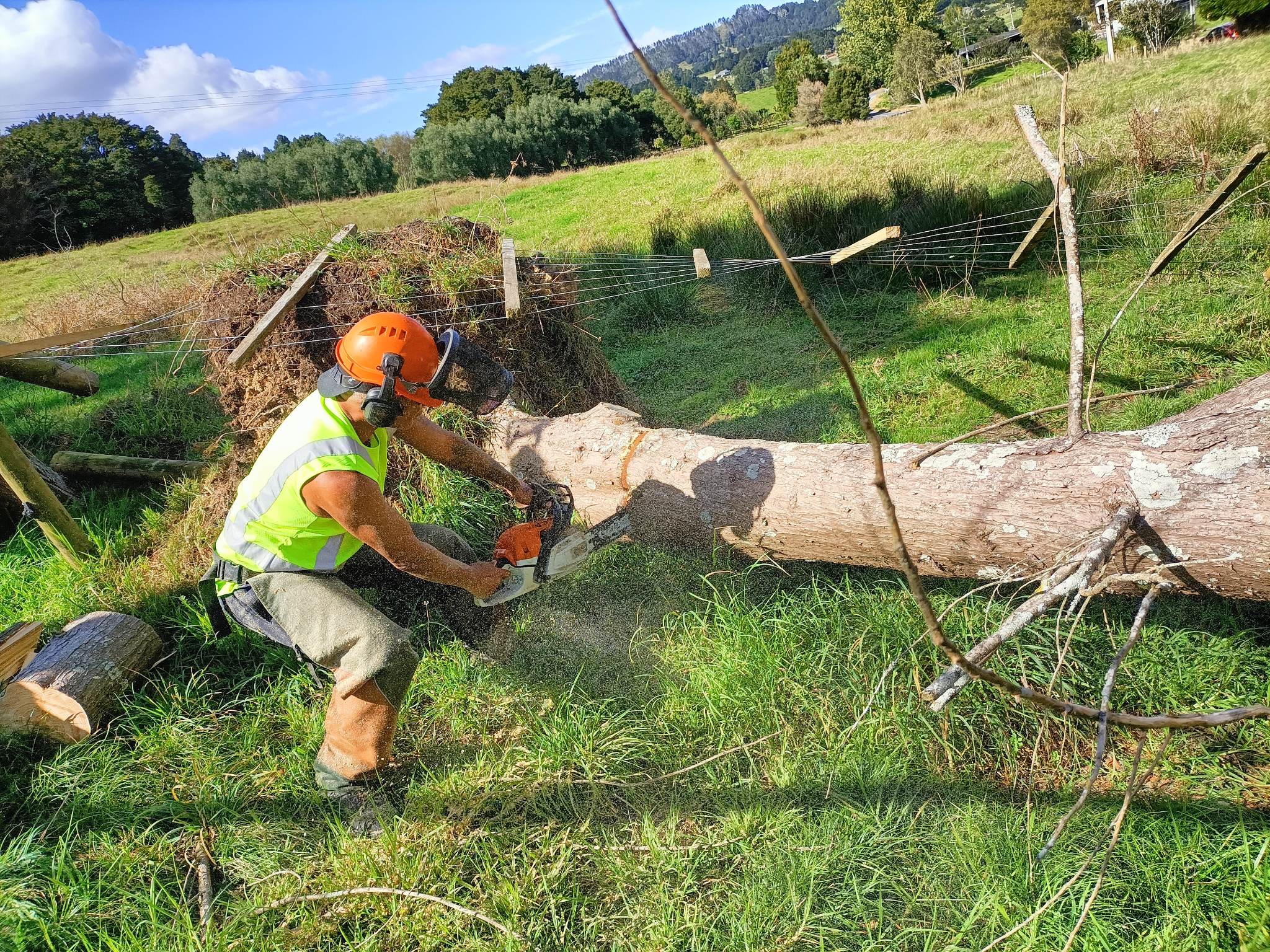 Removing problem trees to build Northland’s resilience and warm its people